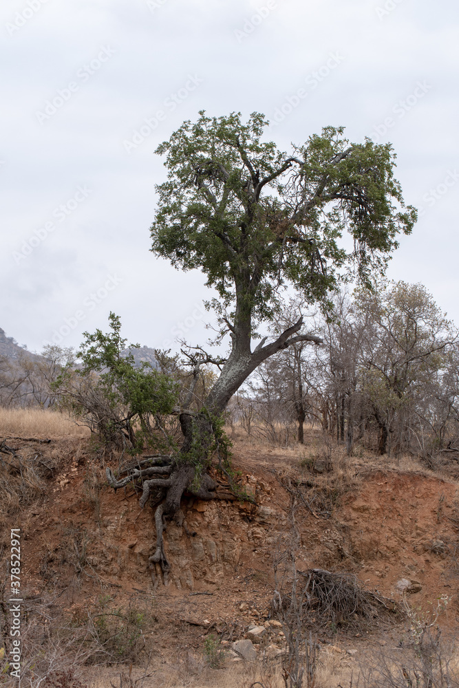 Soil erosion exposing the roots of a tree on a dry river bank. の Stock ...
