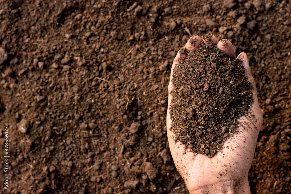 Loam for cultivation in the hands of farmer men. Stock Photo | Adobe Stock