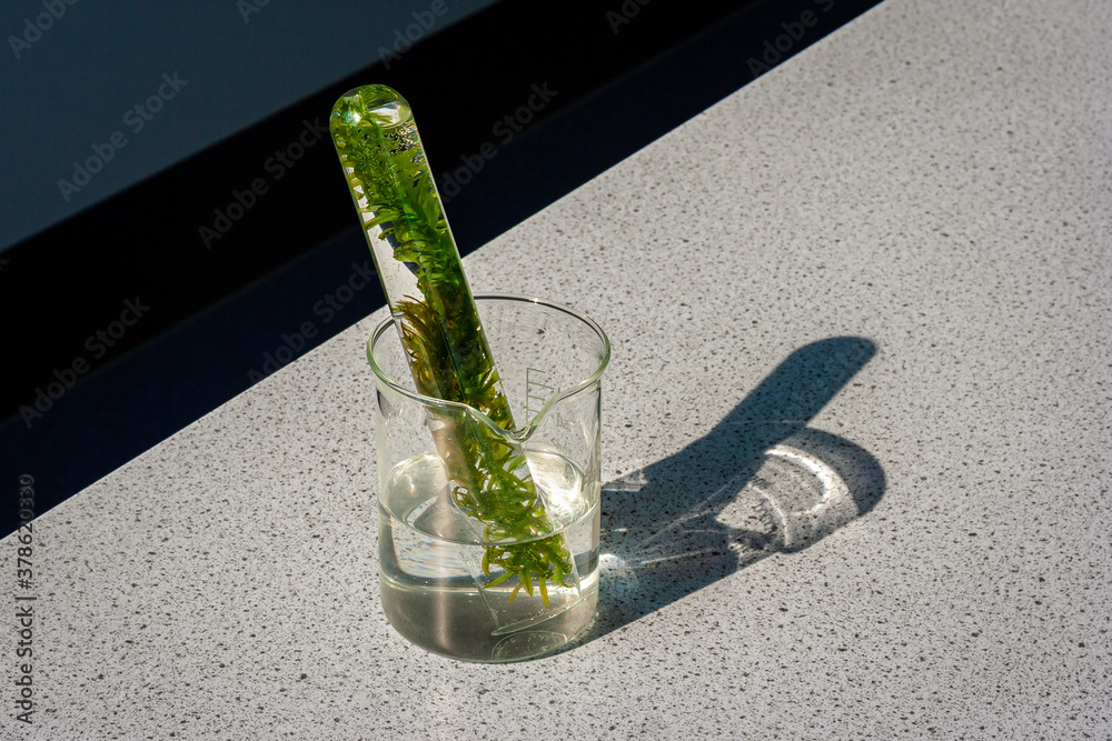 Waterweed in an inverted test tube filled with water. Biological ...