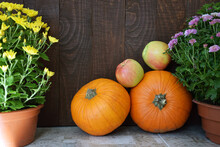 Two Pumpkins And Yellow Mums Free Stock Photo - Public Domain Pictures