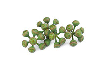 White Tree Seeds In Seedpods Free Stock Photo - Public Domain Pictures