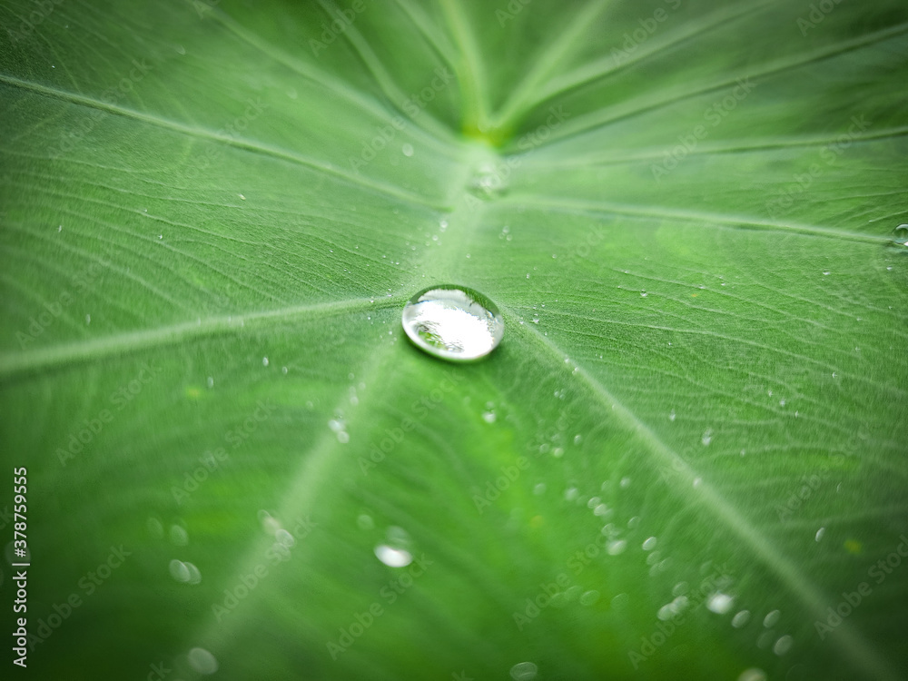 Guttation mostly occurs on leaf tips or edges. Sometimes you'll see ...