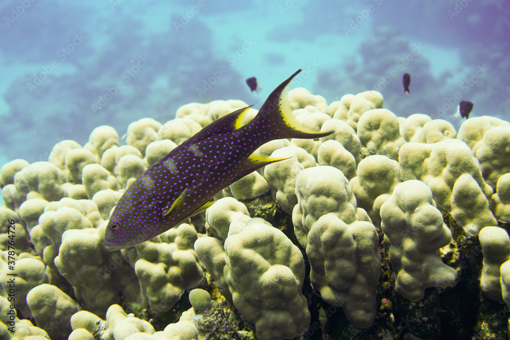 Beautiful Fish Swimming In The Red Sea In Egypt. Blue Water. Relaxed ...