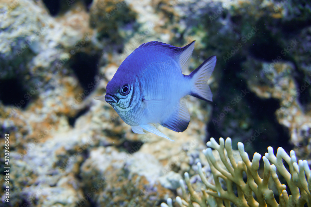 Beautiful Fish Swimming In The Red Sea In Egypt. Blue Water. Relaxed ...