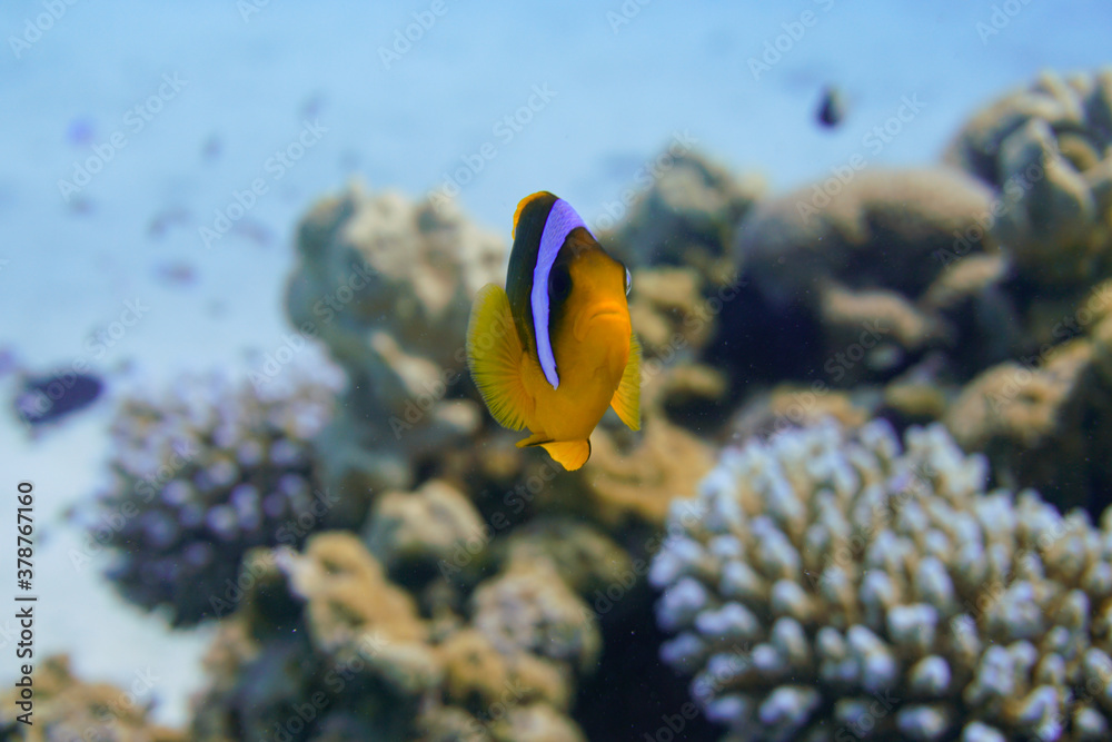 Beautiful Coral Fish Nemo Swimming In The Red Sea In Egypt. Finding ...