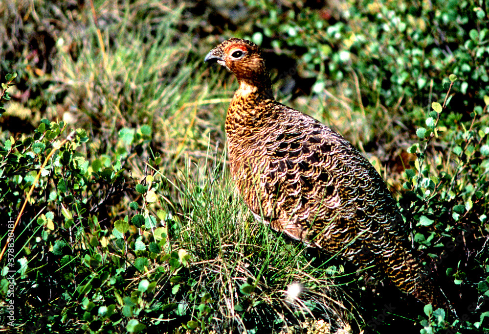 Foto Lagopus is a genus of birds in the grouse subfamily known as ...