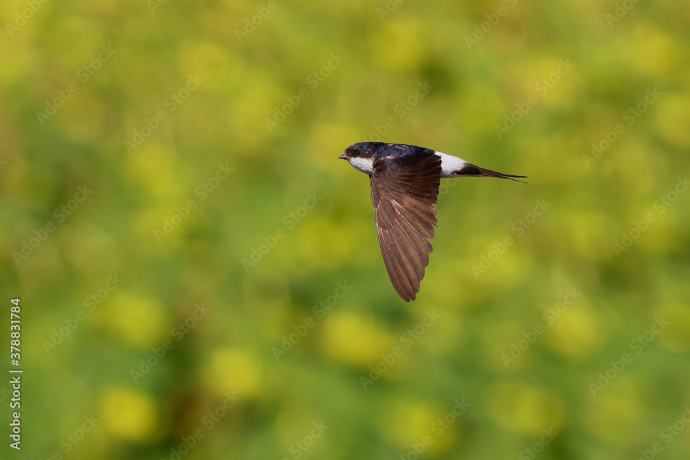 Common House-Martin - Delichon urbicum black and white flying bird ...