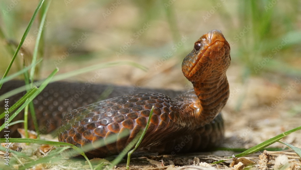 Young Vipera berus, the common European adder or common European viper ...