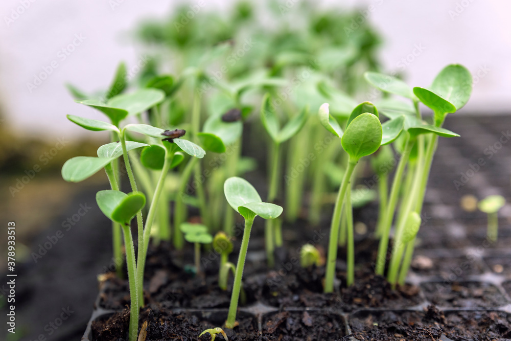 Growing one week germination tray watermelon fruit vine sprouts ...
