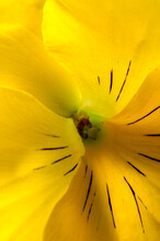 Inside The Yellow Flower Free Stock Photo - Public Domain Pictures