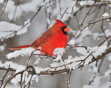 Male Cardinal Bird On Table Free Stock Photo - Public Domain Pictures