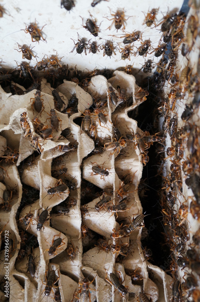 Farm crickets ,Close up of Cricket (Gryllidae) in farm on egg panel ...