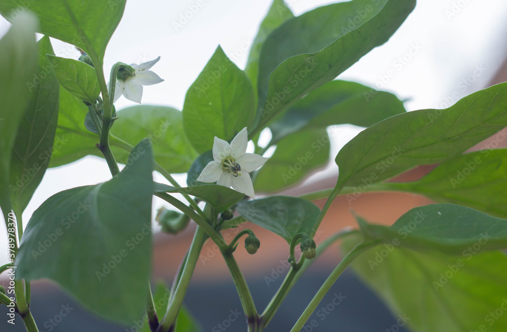 Typical Capsicum annuum flower, Royal Embers.Capsicum annuum plant,This ...