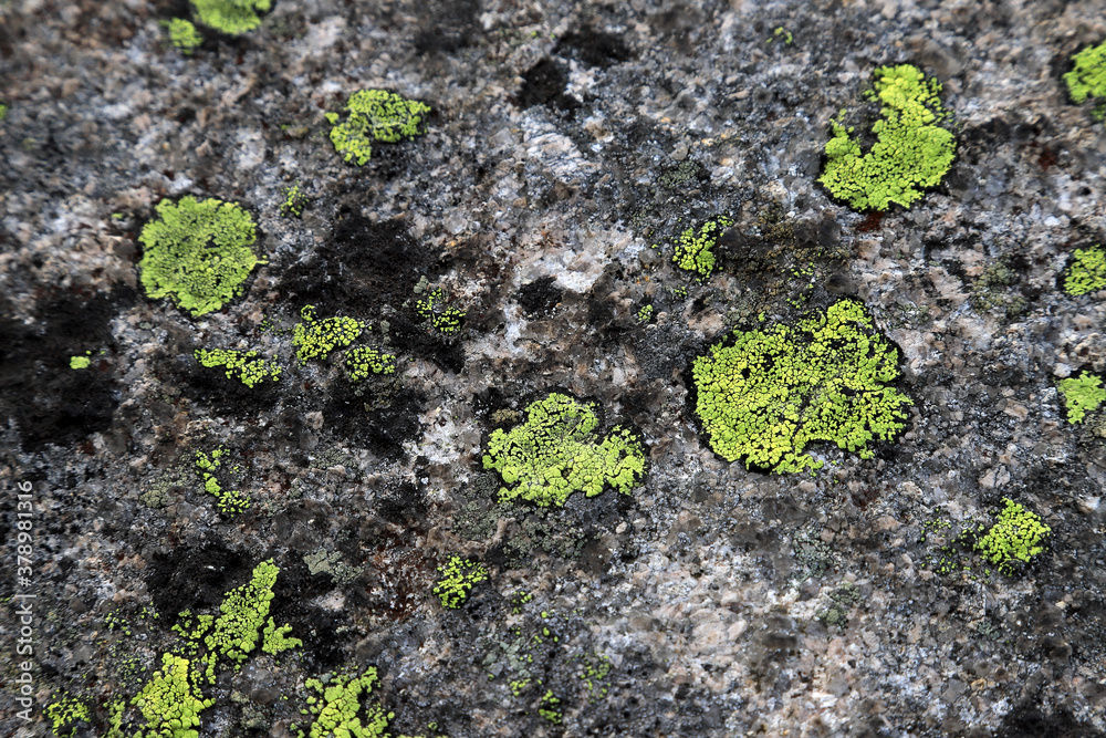 Crusted lichen species occurring on granite rocks of block covers ...