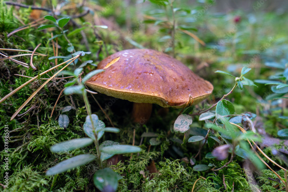 Grzyby jadalne, podgrzybki, prawdziwki Stock Photo | Adobe Stock