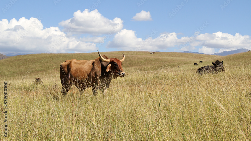Stock-Foto „Color landscape photo of a Afrikaner bull gracing in a ...