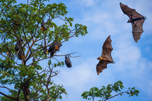 Flying Foxes In Sky Free Stock Photo - Public Domain Pictures