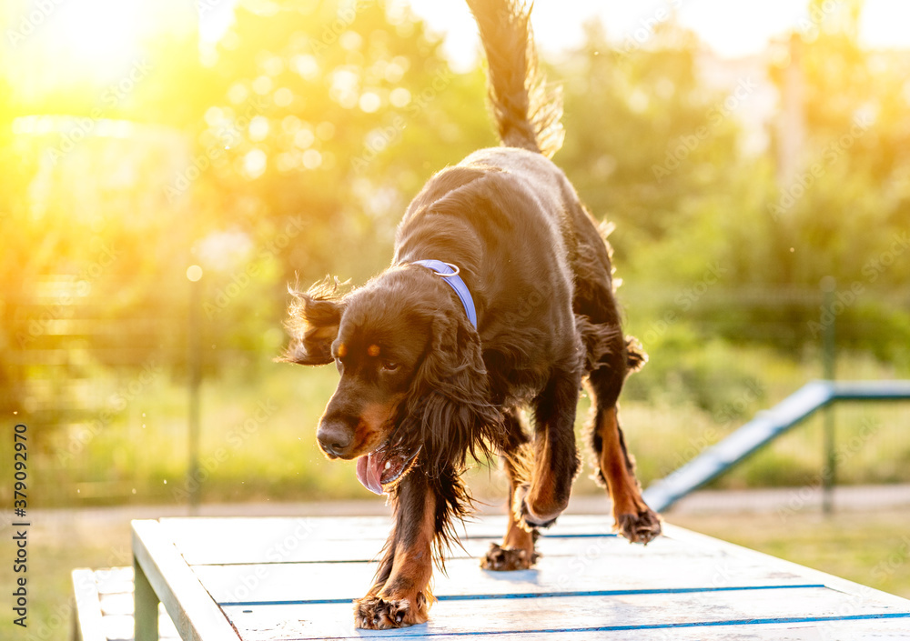 Scottish setter training on obstacle course Stock Photo | Adobe Stock