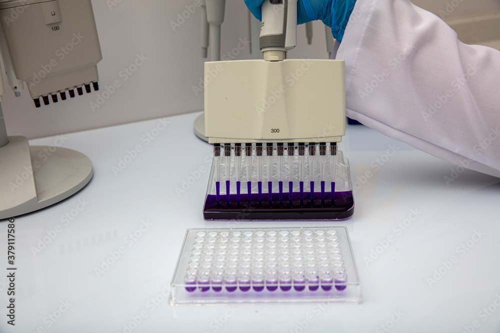 Multi channel pipette loading biological samples in microplate for test ...