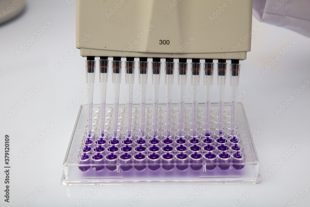 Multi channel pipette loading biological samples in microplate for test ...