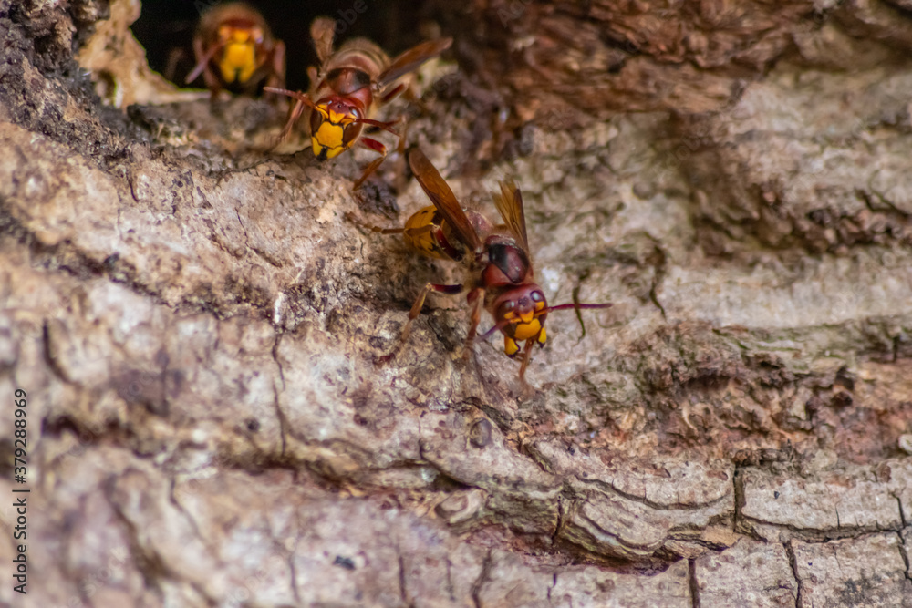 Stock-Foto „European hornets defend the entry of their hornets nest ...