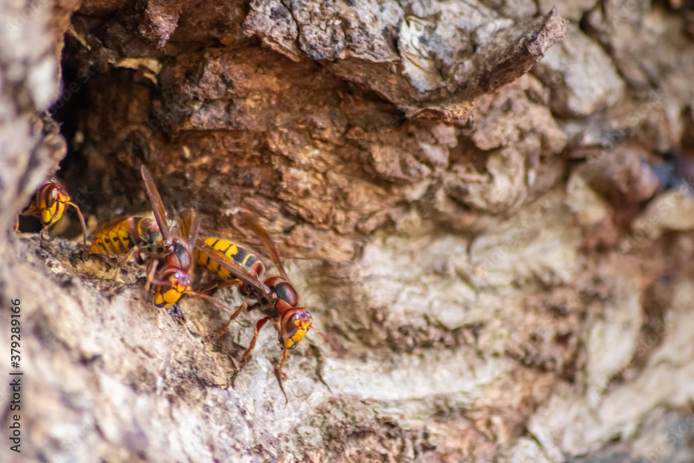 European hornets defend the entry of their hornets nest against ...