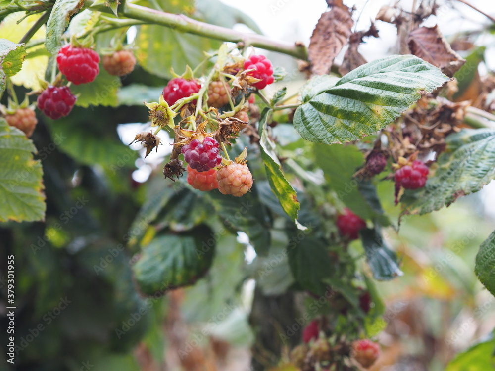 Branches of autumn raspberry berries with green and withered leaves ...