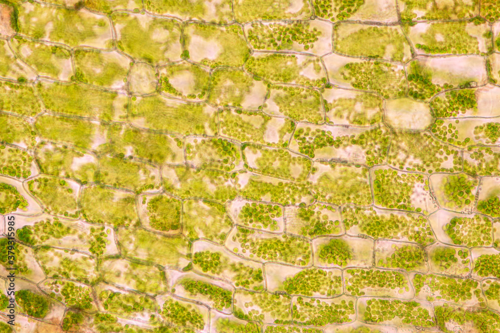 ภาพถ่าย Stock Cell structure Hydrilla, view of the leaf surface showing ...
