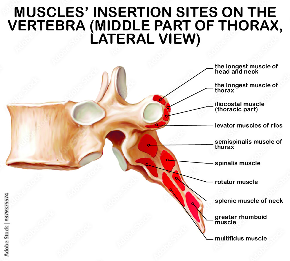 Vector de Stock Muscles of the vertebral column (profound muscles of ...