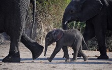 Father's Day Elephant Free Stock Photo - Public Domain Pictures