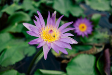 Small Purple Lily Free Stock Photo - Public Domain Pictures