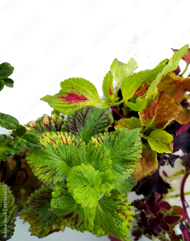 Coleus plant bouquet. Slices, cuttings in water. Rooting of coleus ...