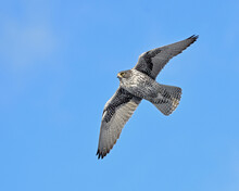 Gyrfalcon Free Stock Photo - Public Domain Pictures