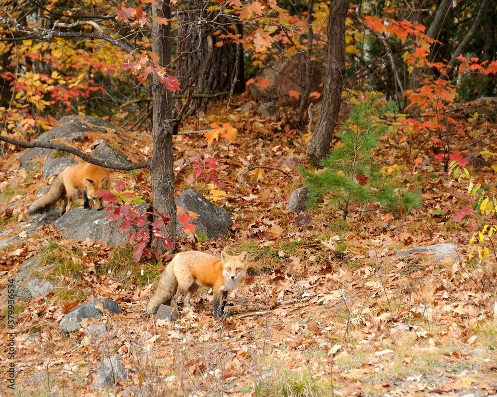 Red Fox photo stock. Fox couple in the forest with a landscape of multi ...