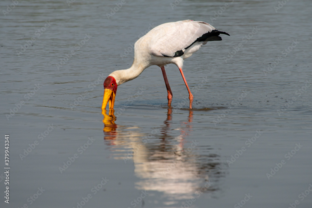 Tantale ibis, Tantale africain, Mycteria ibis, Yellow billed Stork ...