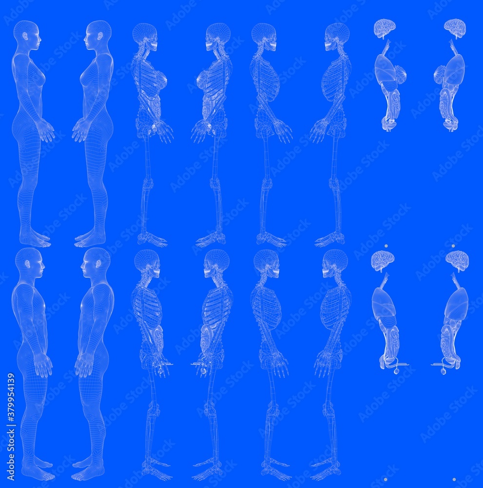 Set of 16 x-ray wireframe renders of male and female body with skeleton ...