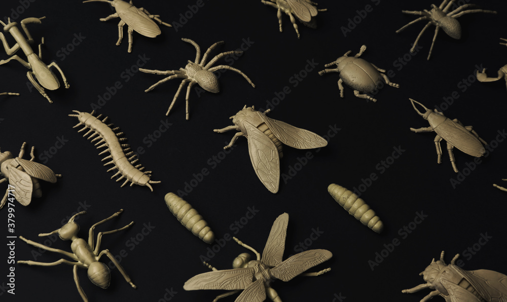 Insectorium/collection of bugs/insects. Stock Photo | Adobe Stock