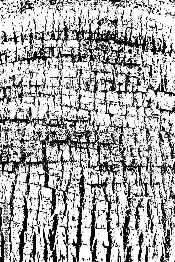 Cutted scars, chopped slits, groove saw notches, scabbed of coco bole ...