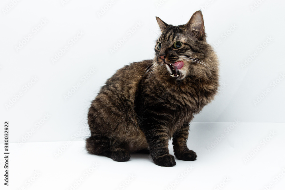 Foto de Stock gato peludo negro con rayas amarillas acostado lamiendose ...