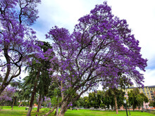 Tall Flowering Jacaranda Tree Free Stock Photo - Public Domain Pictures