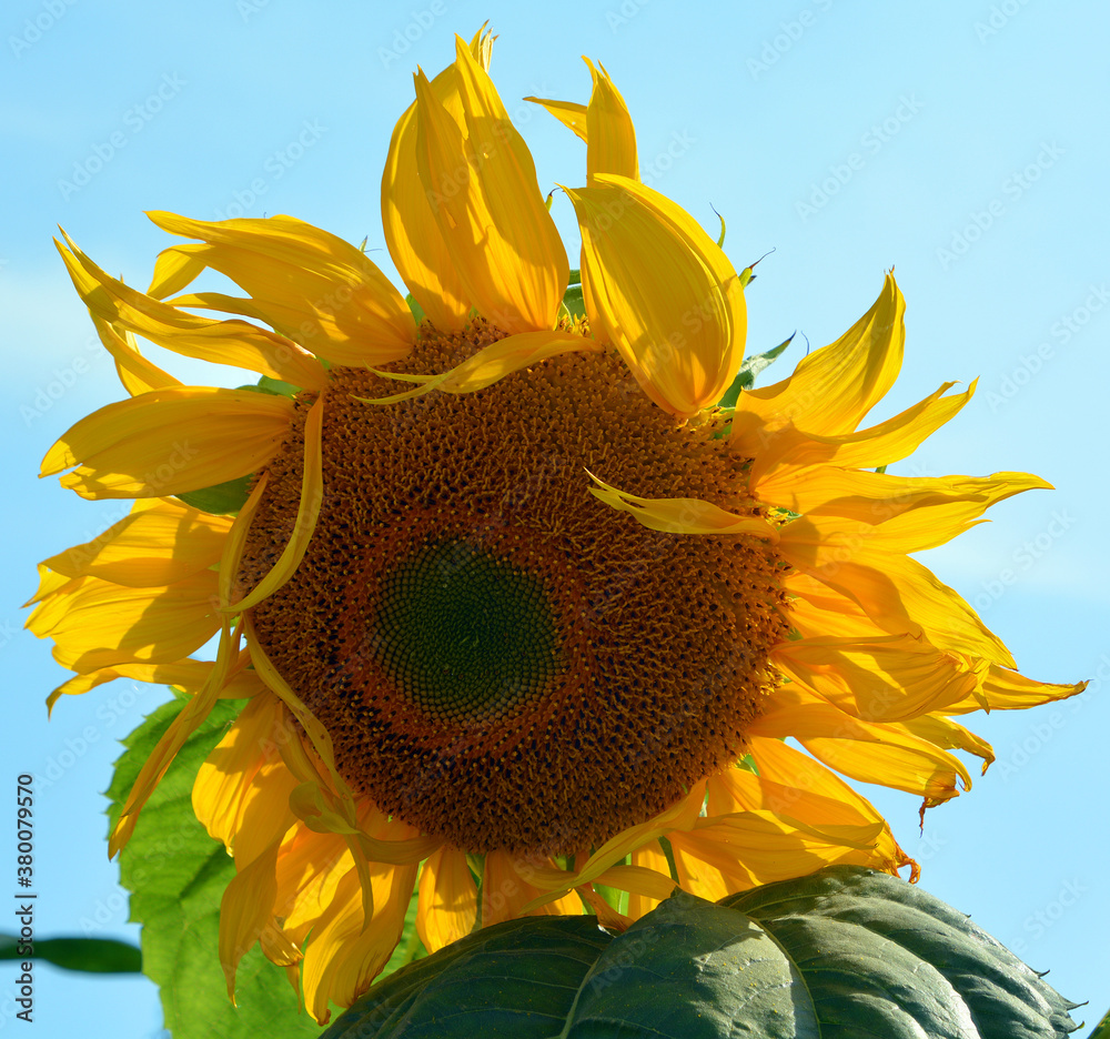 The sunflower is an annual plant native to the Americas. It possesses a ...