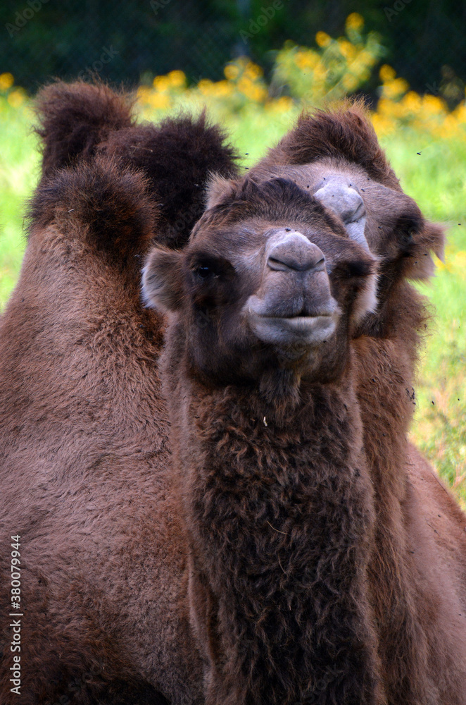 Foto de Stock Camel is an ungulate within the genus Camelus, bearing ...