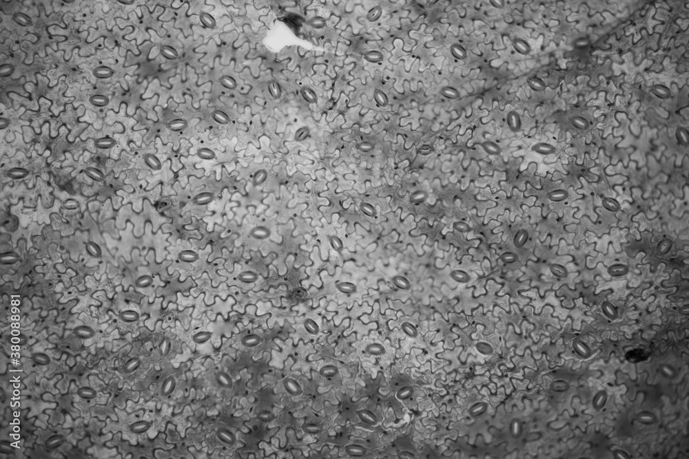 Leaf surface stomata from Rhoeo Disolor plant Stock Photo | Adobe Stock