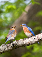Bluebird Of Love Free Stock Photo - Public Domain Pictures