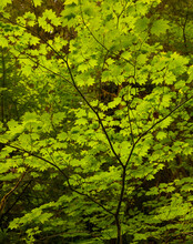 Subtle Ace Background Free Stock Photo - Public Domain Pictures