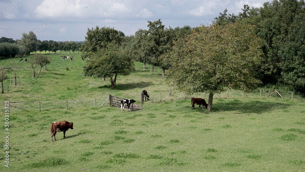 pastoral pasture with cows and fruit trees Stock Photo | Adobe Stock