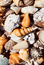 Shells Free Stock Photo - Public Domain Pictures