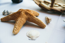 Starfish Shells Pattern Background Free Stock Photo - Public Domain ...