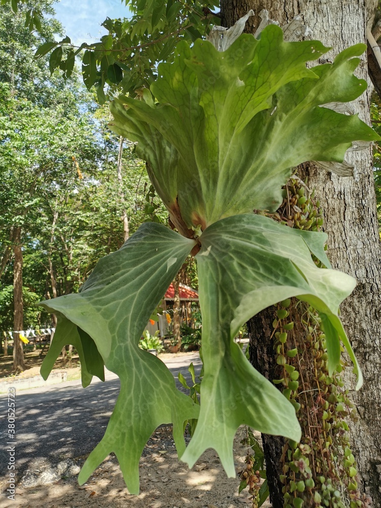 Fern, (Platycerium holttumii Jonah. Et Hennipm), the root of the fern ...