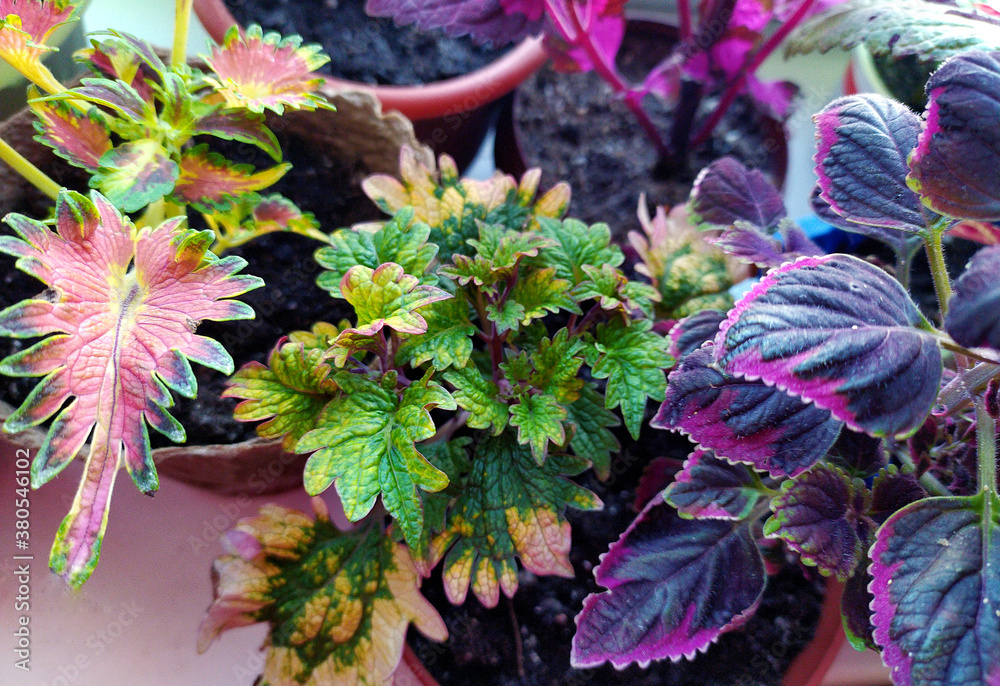 Coleus plant bouquet. Slices, cuttings in water. Rooting of coleus ...
